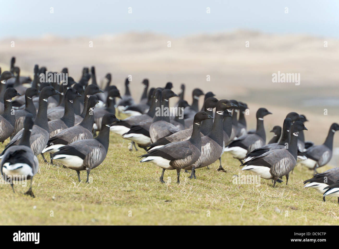 Swarm brent gooses walking in nature grass Stock Photo - Alamy