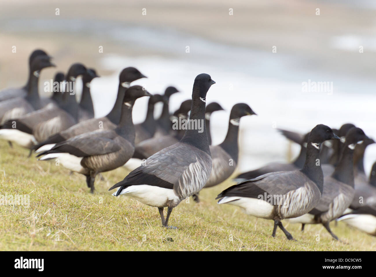Swarm brent gooses walking in nature grass Stock Photo - Alamy