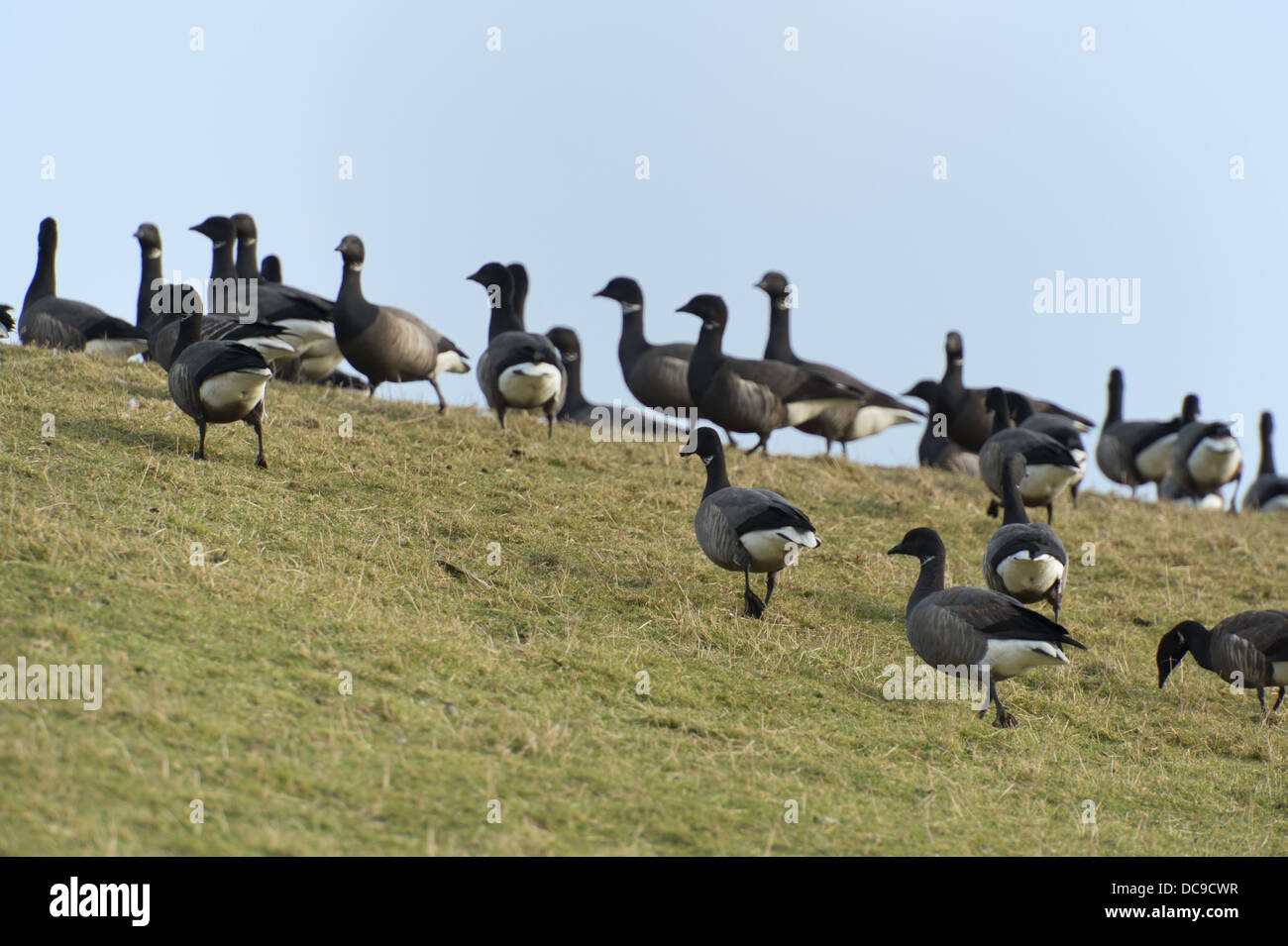 Swarm brent gooses walking in nature grass Stock Photo - Alamy