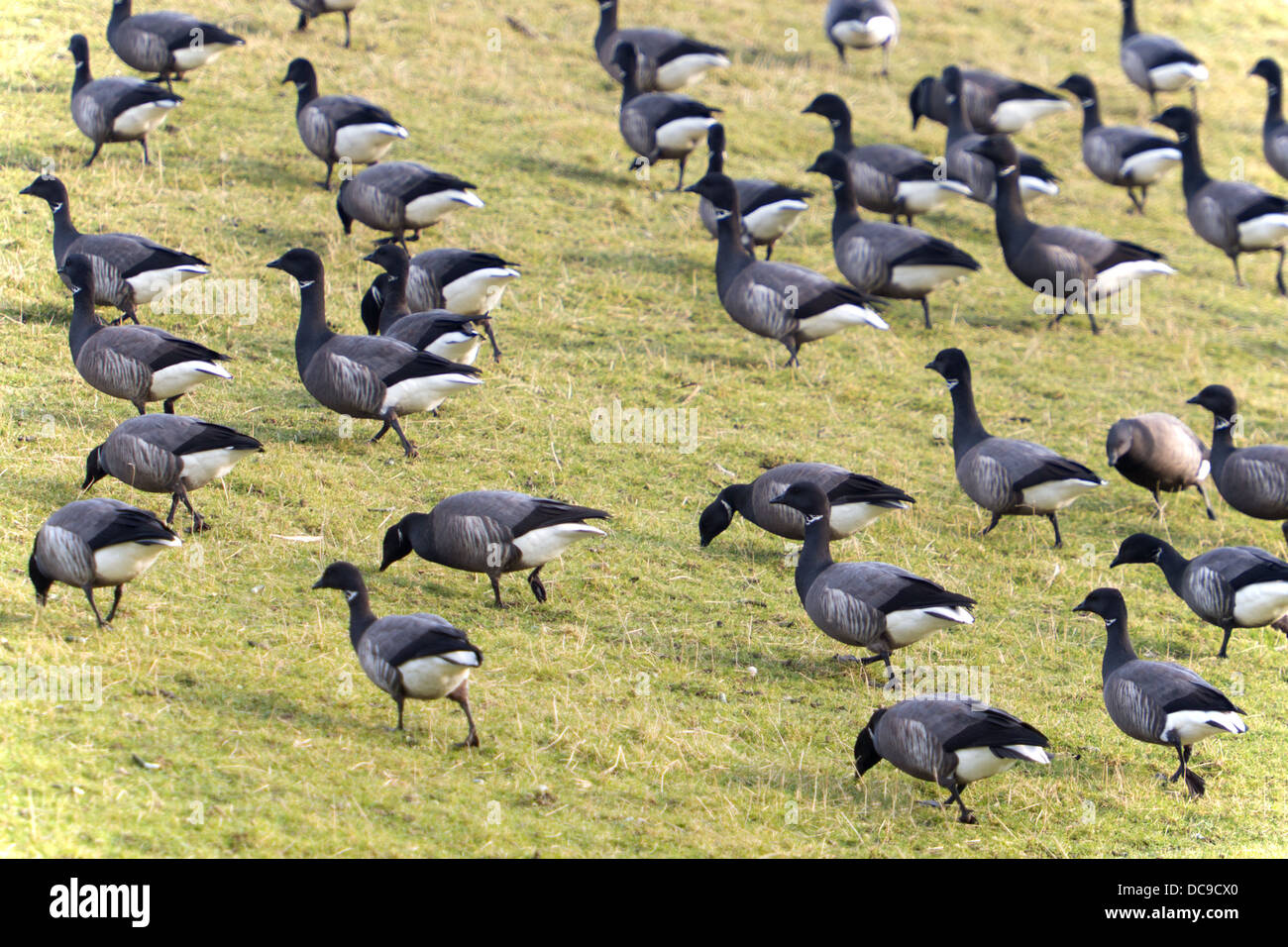 Swarm brent gooses walking in nature grass Stock Photo - Alamy