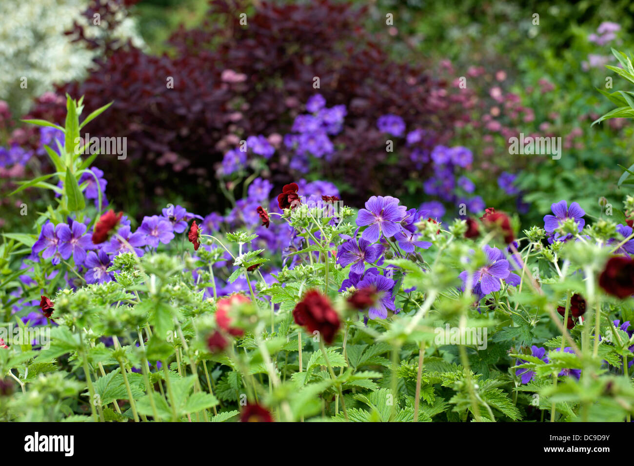 Geraniums and geum flower in the herbaceous borders at Cawdor Castle ...