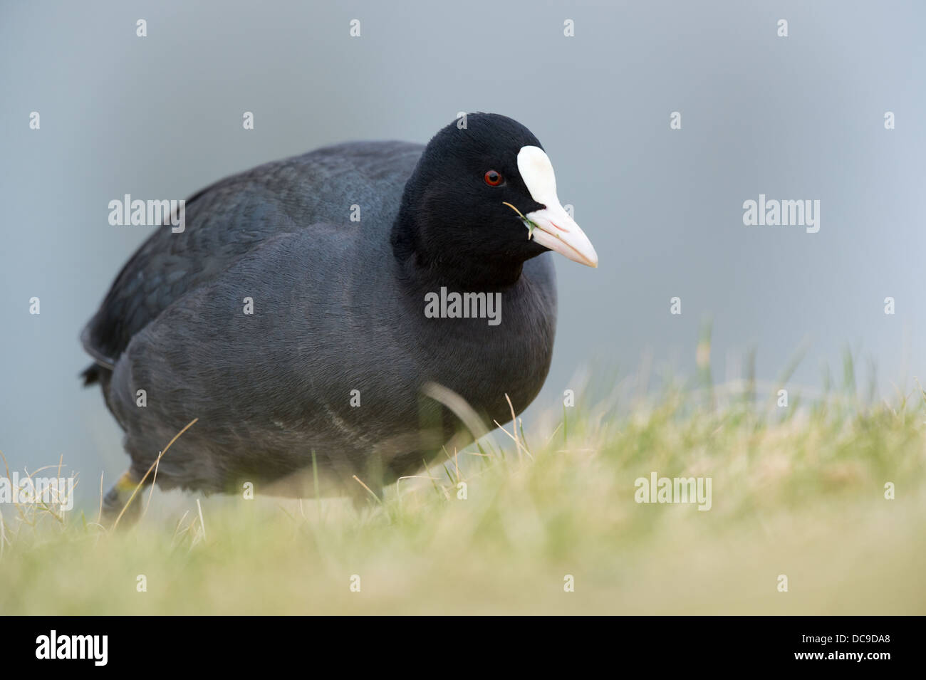 Coot eating grass hi-res stock photography and images - Alamy