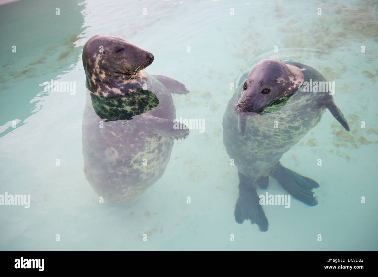 two seal standing in the water Stock Photo - Alamy