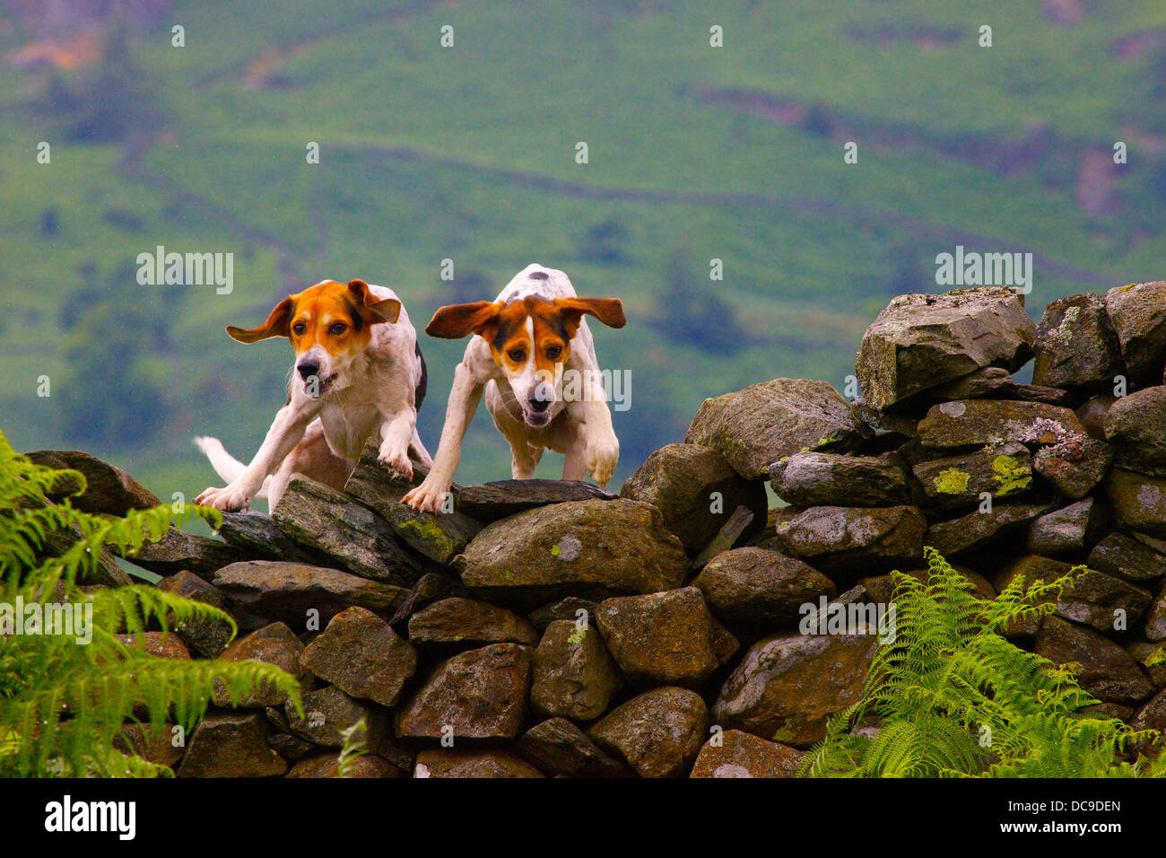 Trail Hounds jumping over a dry stone wall Ambleside Sports in The Lake ...