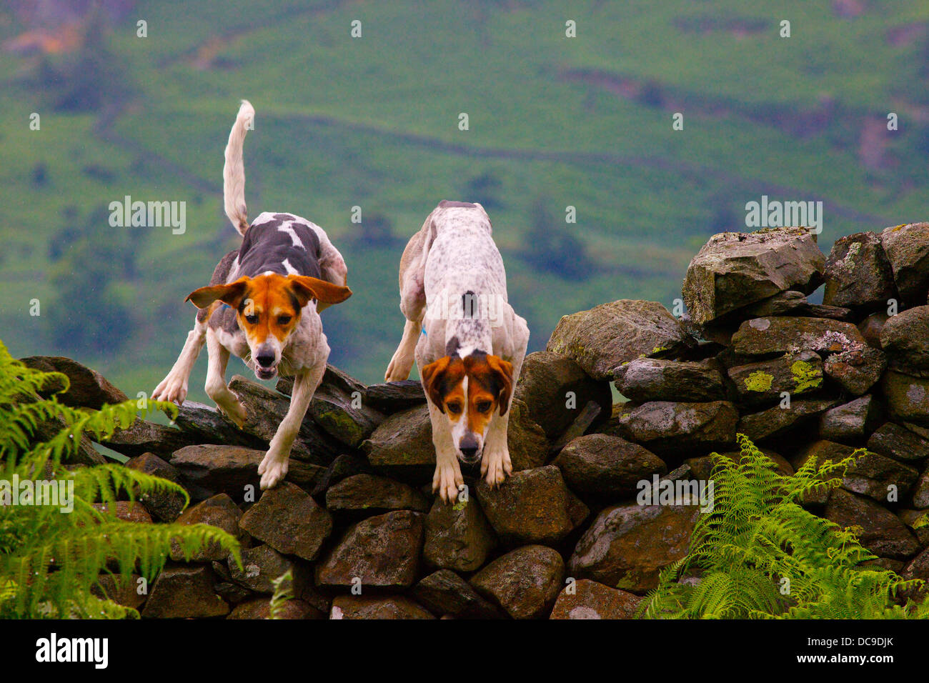 Trail Hounds jumping over a dry stone wall Ambleside Sports in The Lake ...