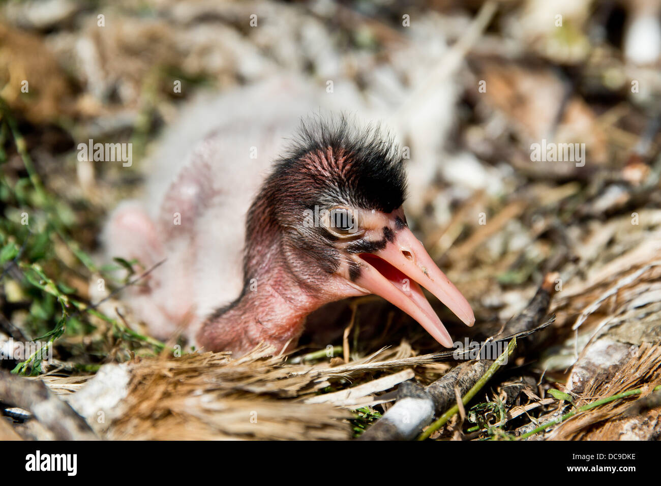 Ibis chick hi-res stock photography and images - Alamy