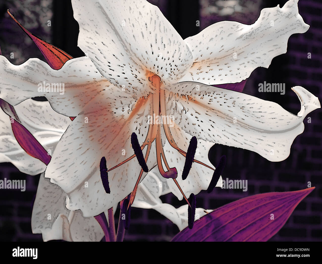 A star lily with colors changed in photoshop. Photographed in flushing ...