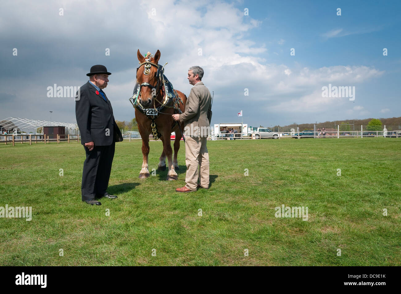 Suffolk Punch horse being judged at the 2013 Suffolk Horse Show ...