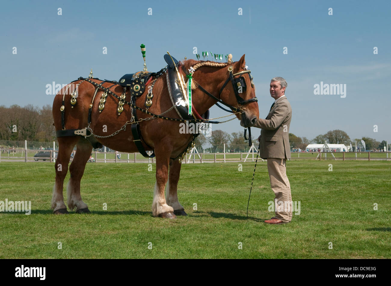 Suffolk Punch horse being shown at the 2013 Suffolk Horse Show, Ipswich ...