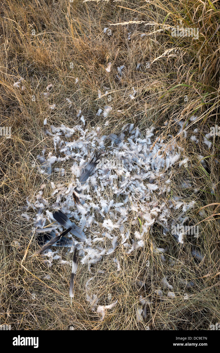 English Bird Feather High Resolution Stock Photography and Images - Alamy