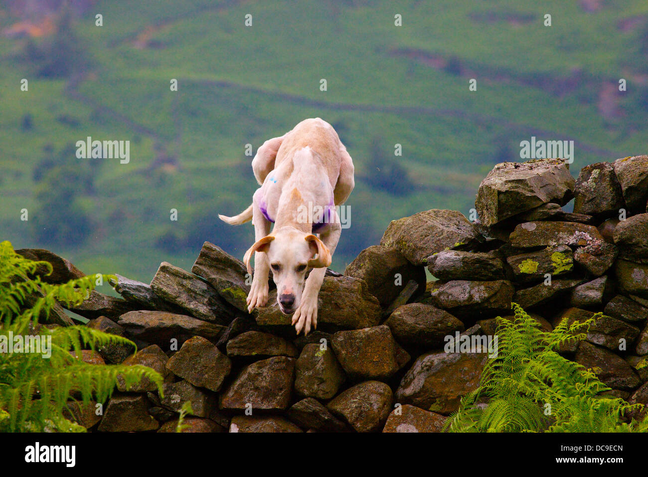 Hounds jumping wall hi-res stock photography and images - Alamy