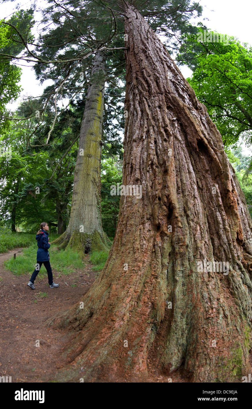 Twisted Tree Trunk High Resolution Stock Photography and Images - Alamy