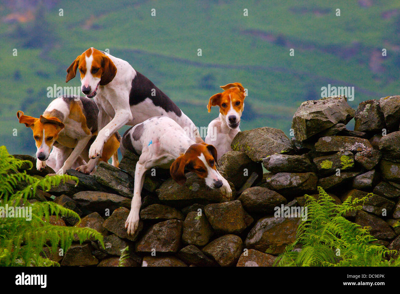 Trail hounds hi-res stock photography and images - Alamy