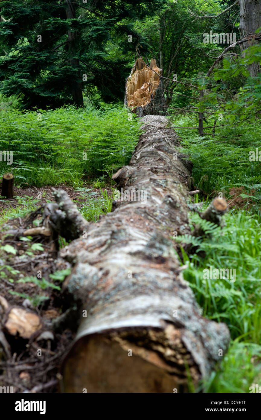 Trunk fallen old tree hi-res stock photography and images - Alamy