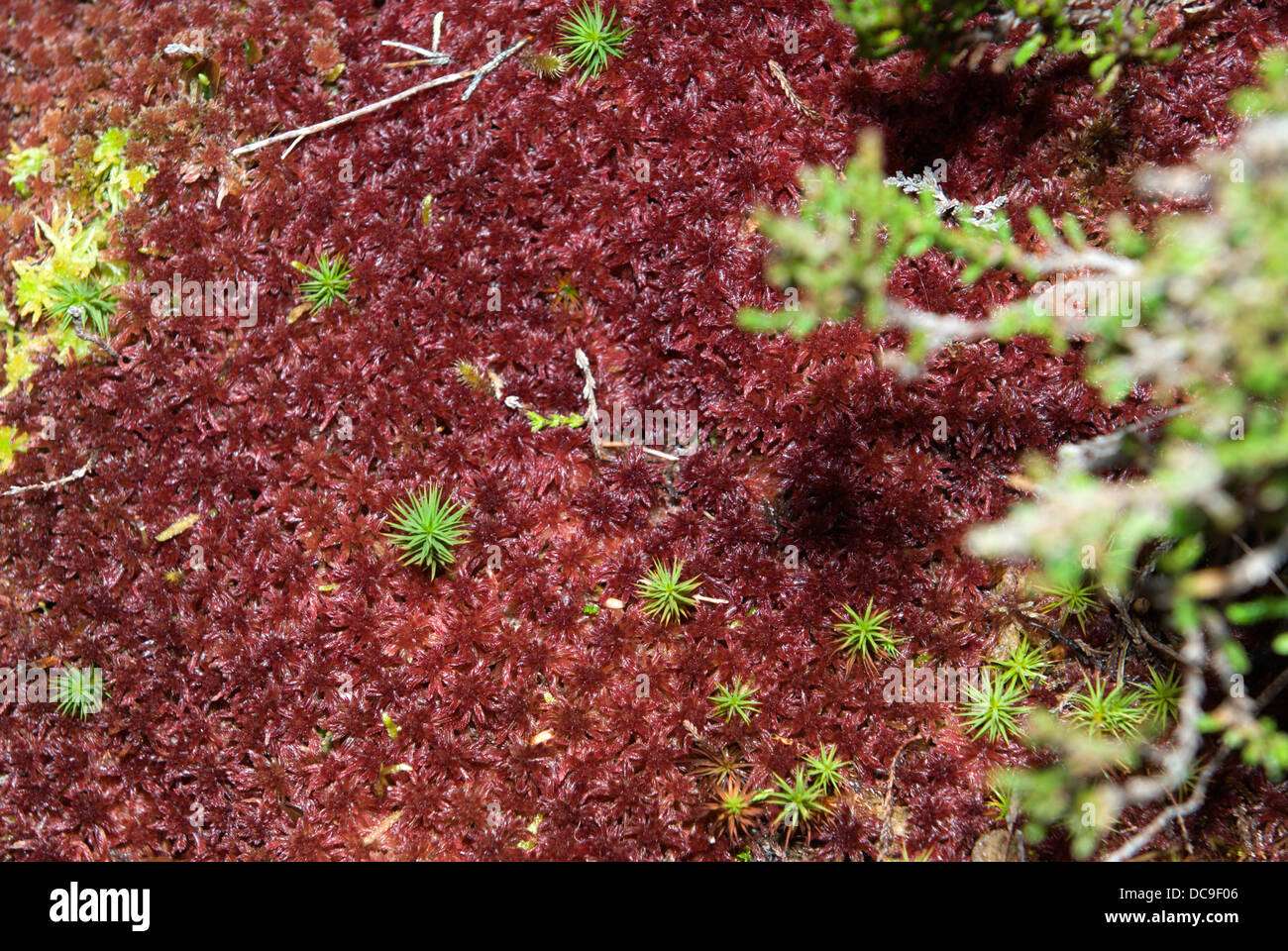 Sphagnum moss growing amongst heather in the Scottish moorland Stock ...