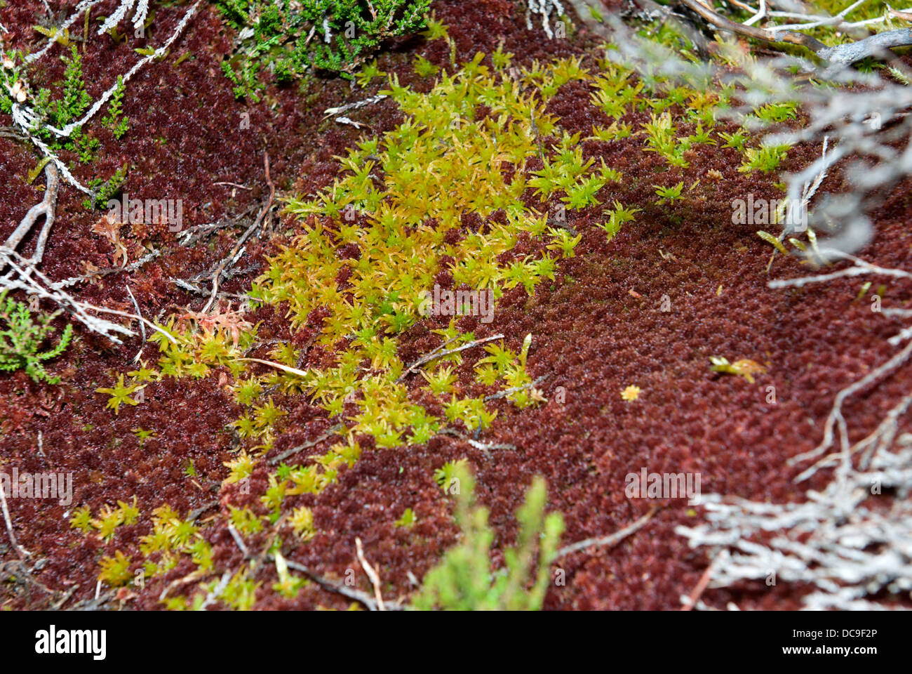 Scottish moorland detail hi-res stock photography and images - Alamy