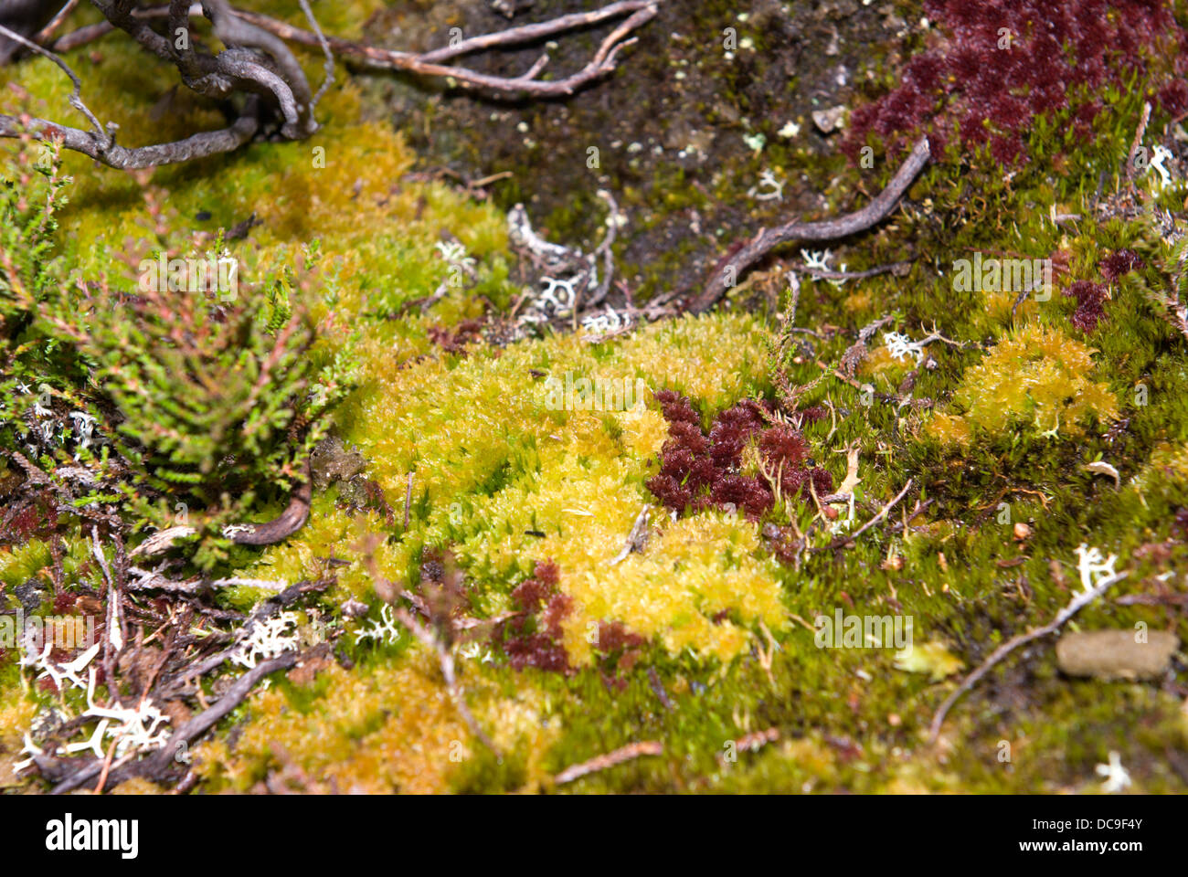 Sphagnum moss growing amongst heather roots in the Scottish moorland ...