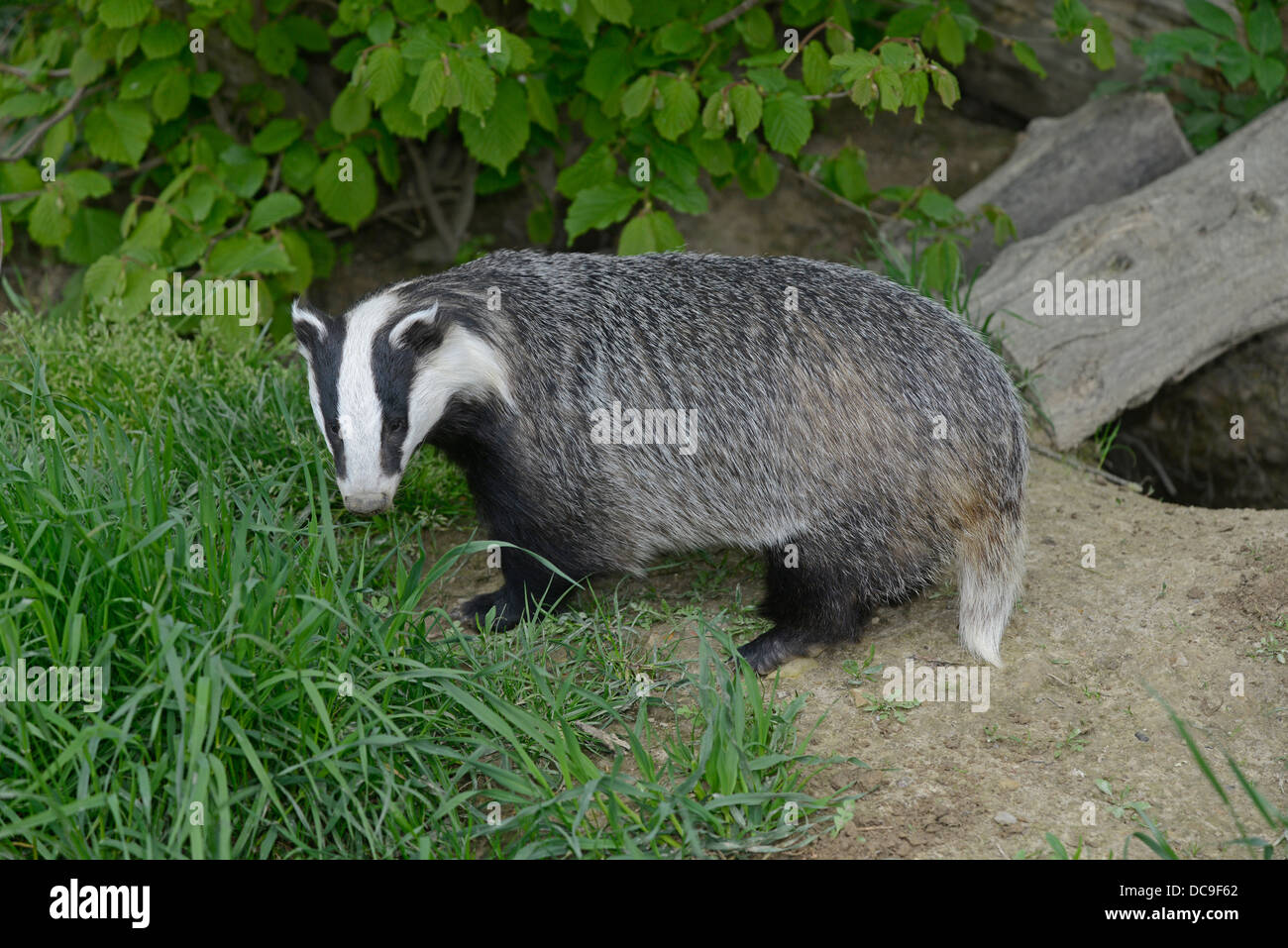 Badger: Meles meles. Captive. Surrey, England Stock Photo - Alamy