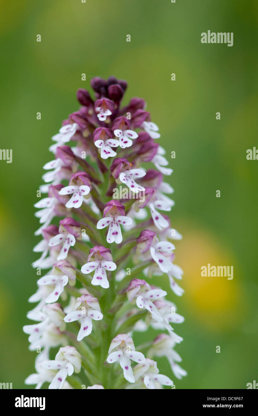 The testicle hi-res stock photography and images - Alamy