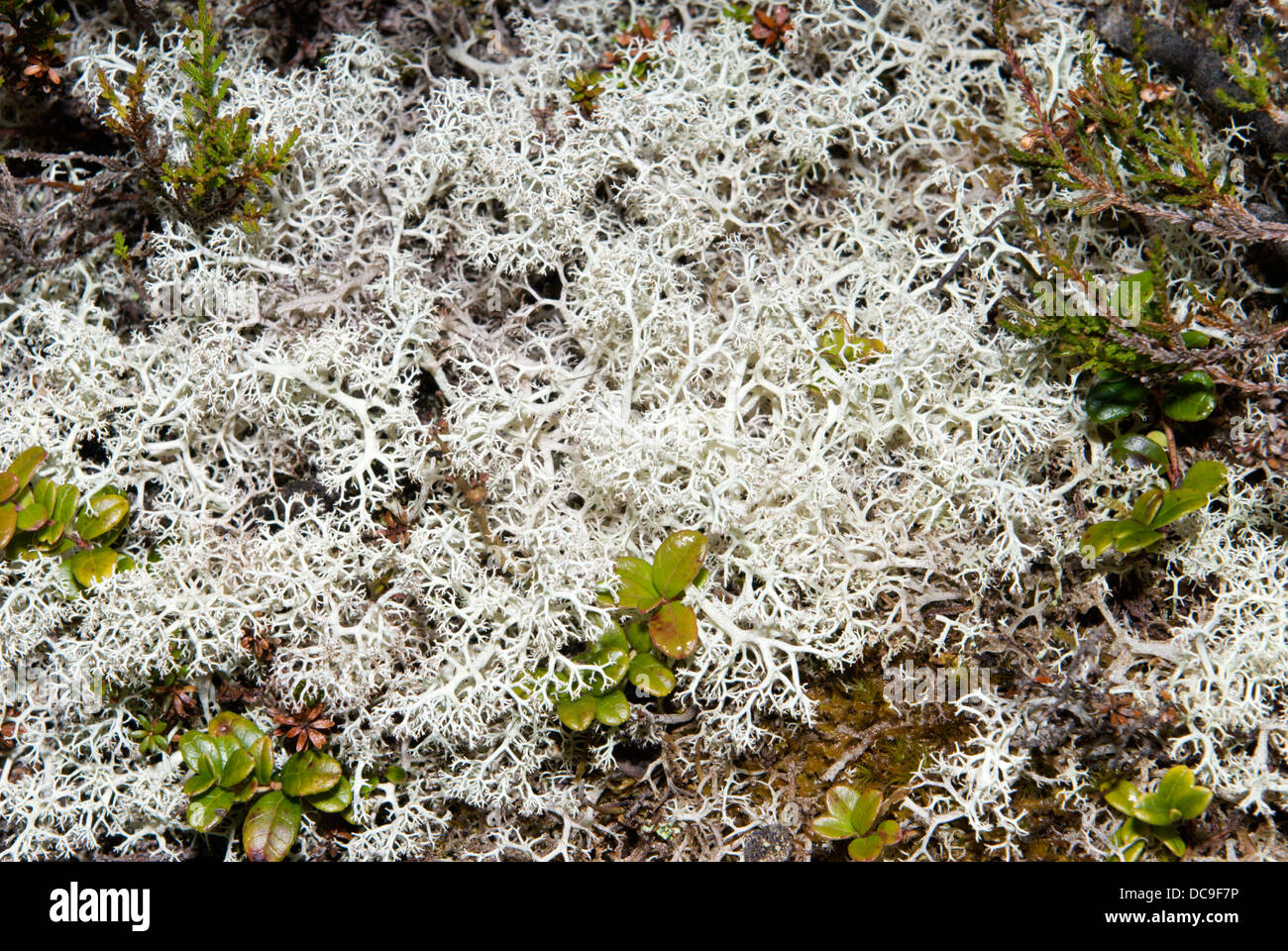 Lichen growing amongst moorland plants in Scotland Stock Photo - Alamy