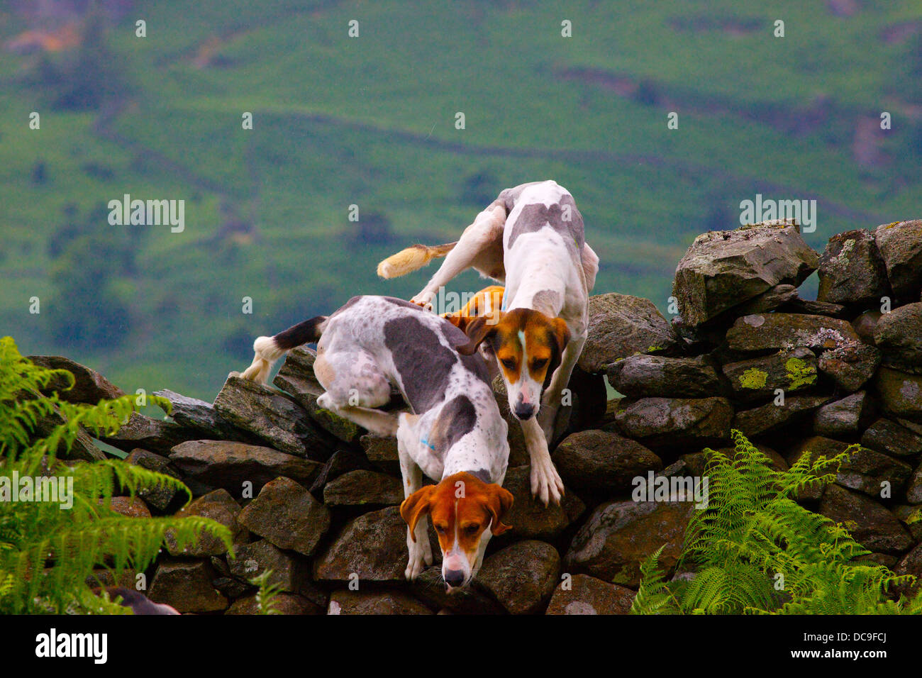 Trail Hounds jumping over a dry stone wall Ambleside Sports in The Lake ...