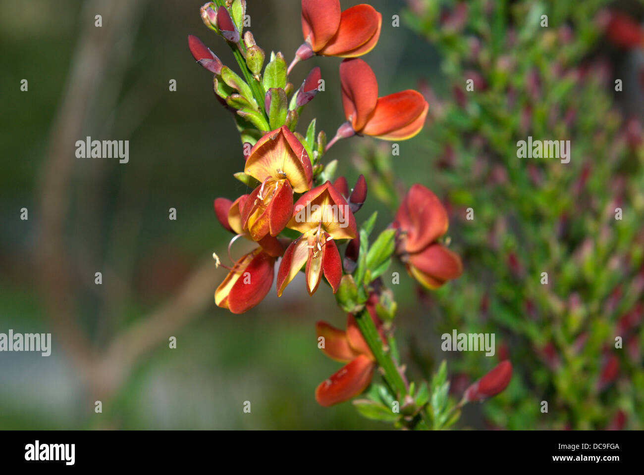 Detail of the pea-like flowers of a Cytisus Lena or broom Stock Photo ...