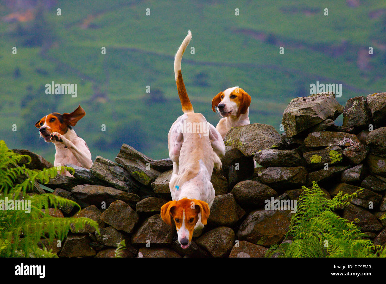 Trail Hounds jumping over a dry stone wall Ambleside Sports in The Lake ...