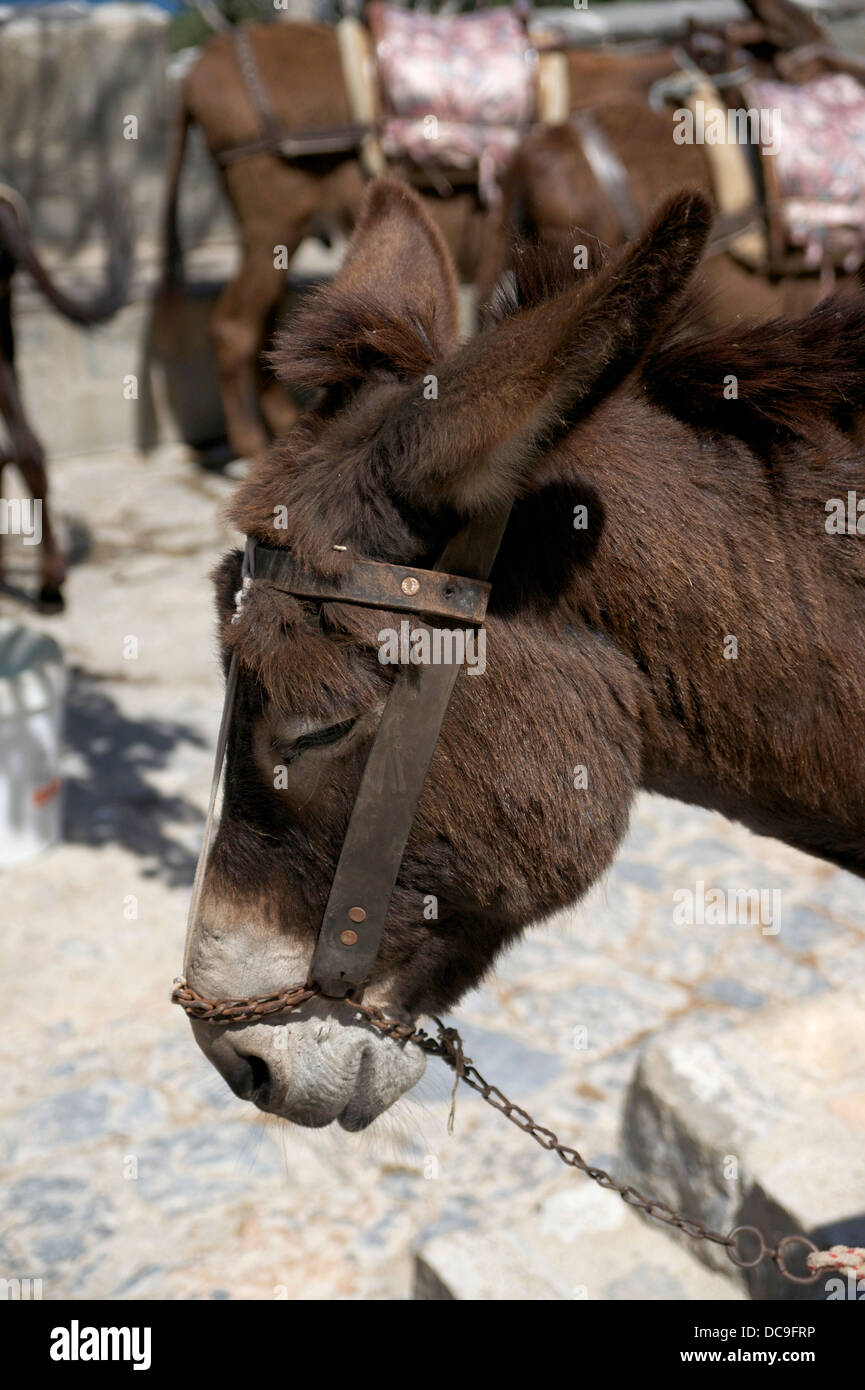 donkey (Equus asinus) in Lindos, Island of Rhodes, Greece Stock Photo ...