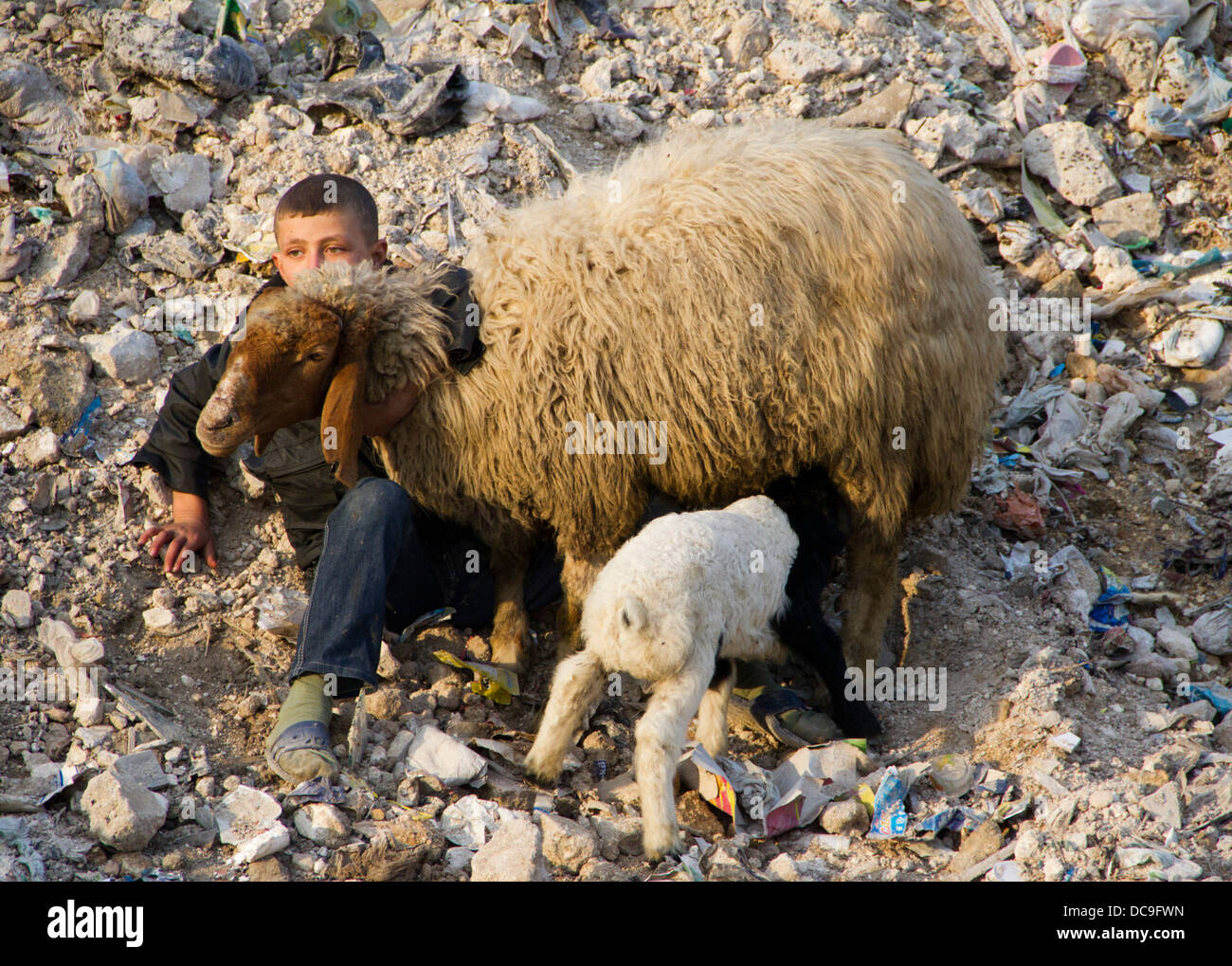 Rifle gun sheep hi-res stock photography and images - Alamy