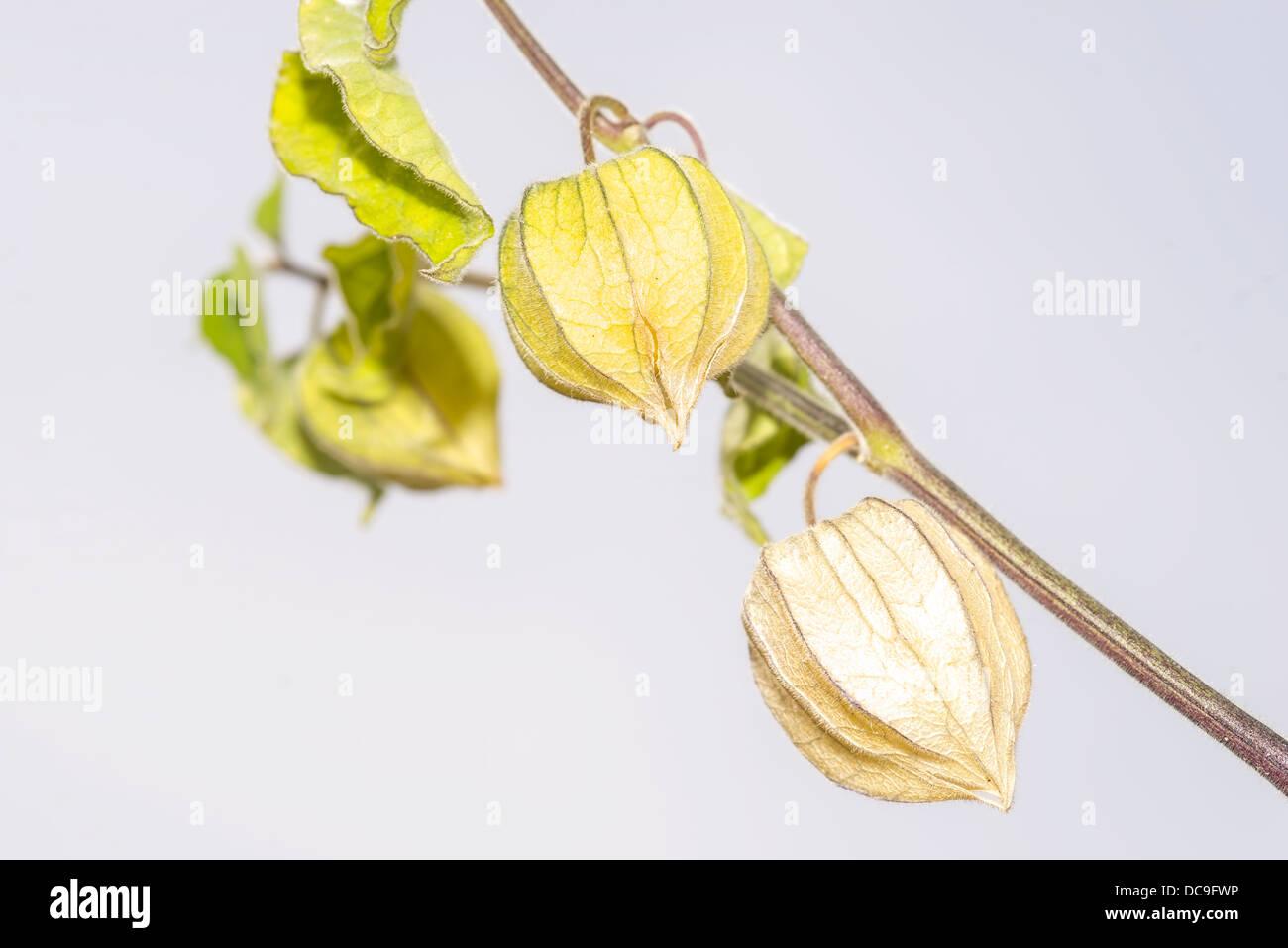 Chinese lantern fruit hi-res stock photography and images - Alamy