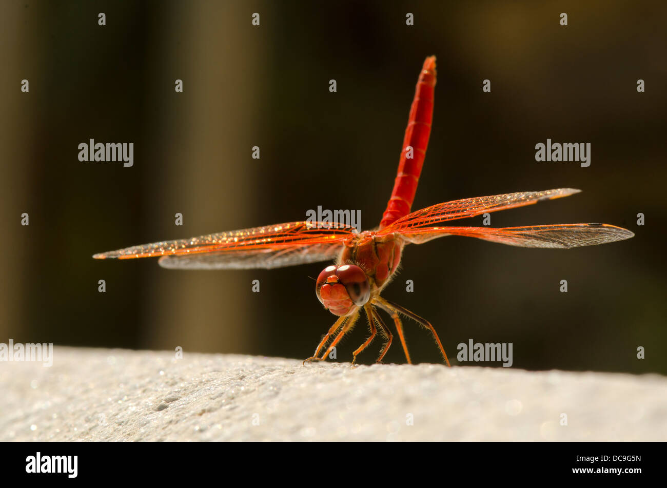 Orange-winged Dropwing (Trithemis Kirbyi) in full sun performing ...