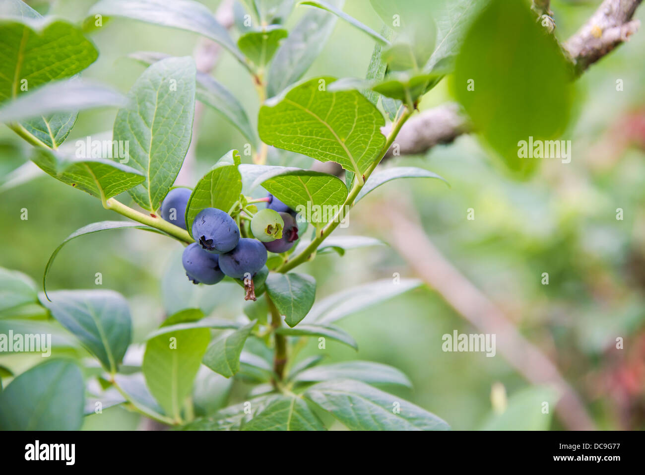ripe blueberries on shrub in summer Stock Photo - Alamy
