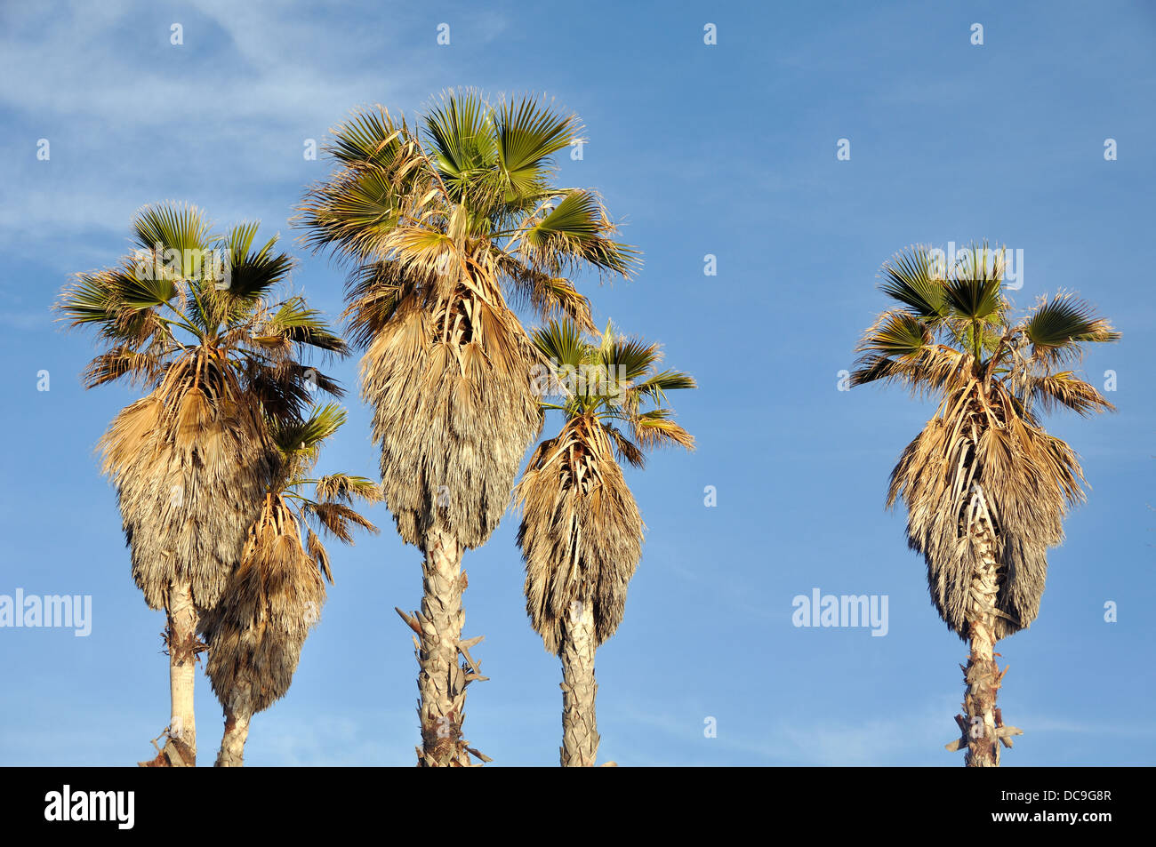 Palm Trees in Tarragona, Spain with sky as a background Stock Photo - Alamy