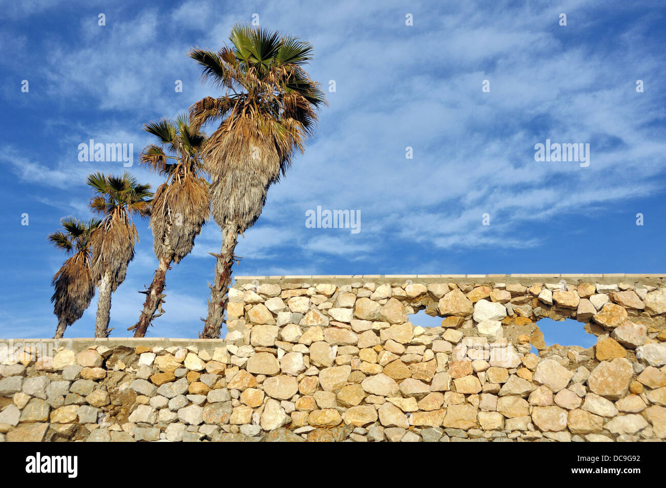 Palm trees in tarragona hi-res stock photography and images - Alamy