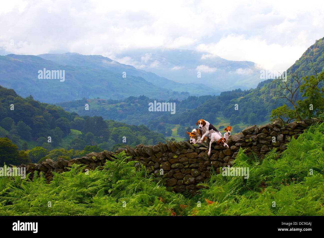 Trail Hounds jumping over a dry stone wall with wooded hills shrouded ...