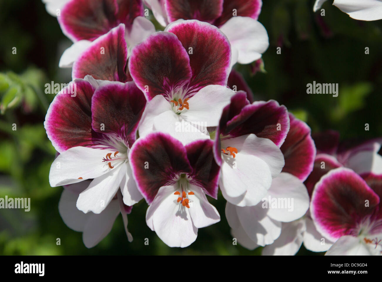 Close up of a tender geranium or pelargonium in full flower in the ...