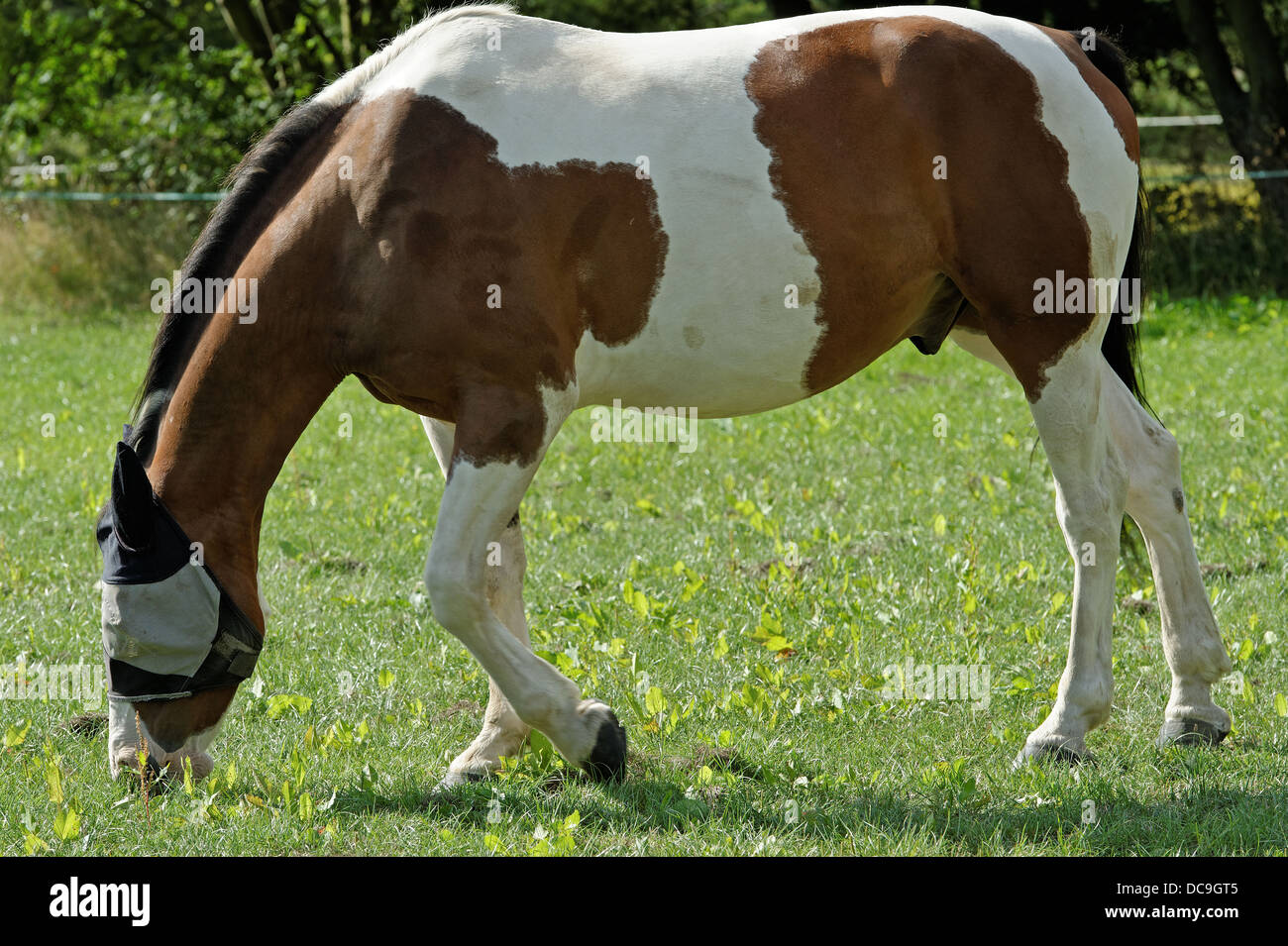 Skewbald horse trot field hi-res stock photography and images - Alamy