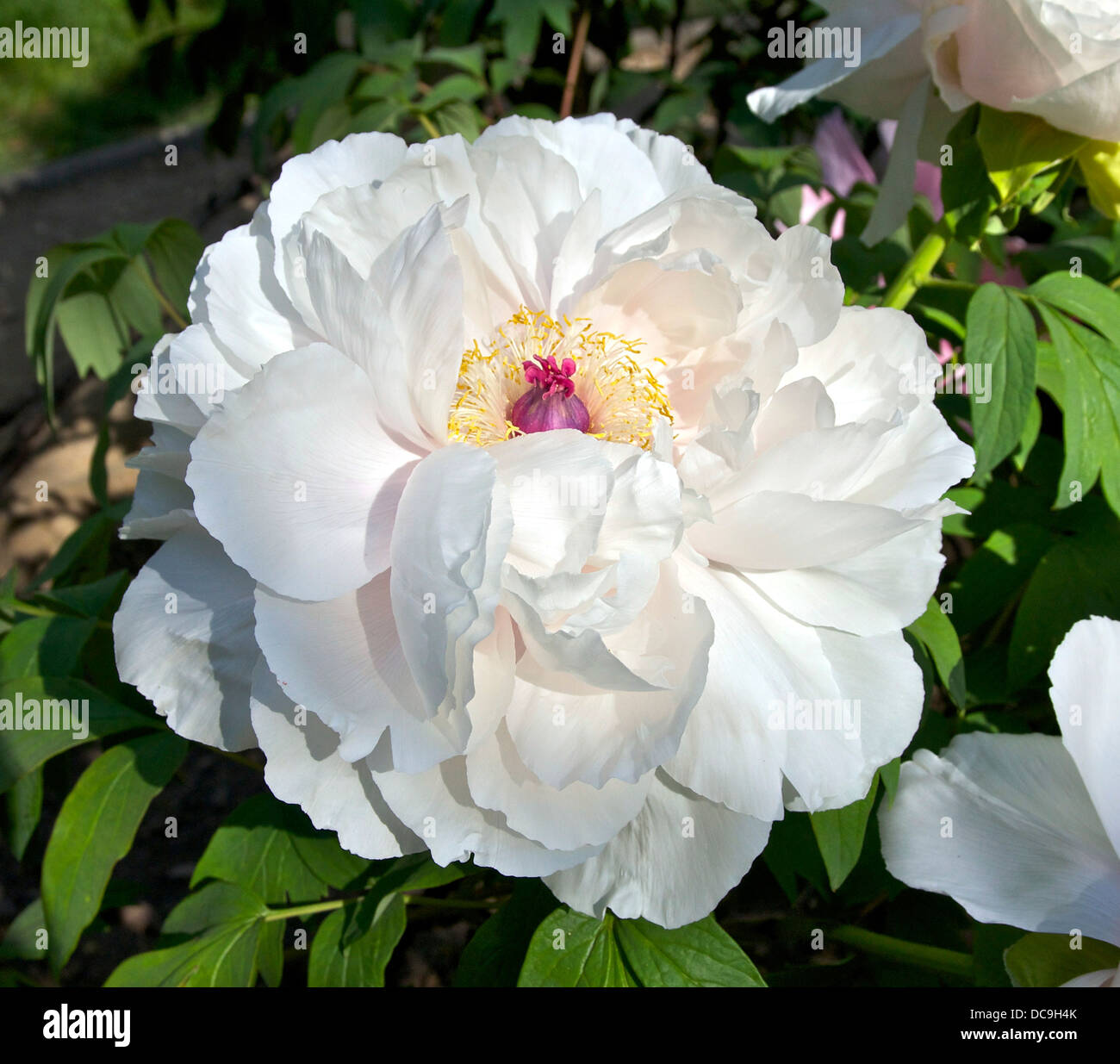 Japanese peony hi-res stock photography and images - Alamy