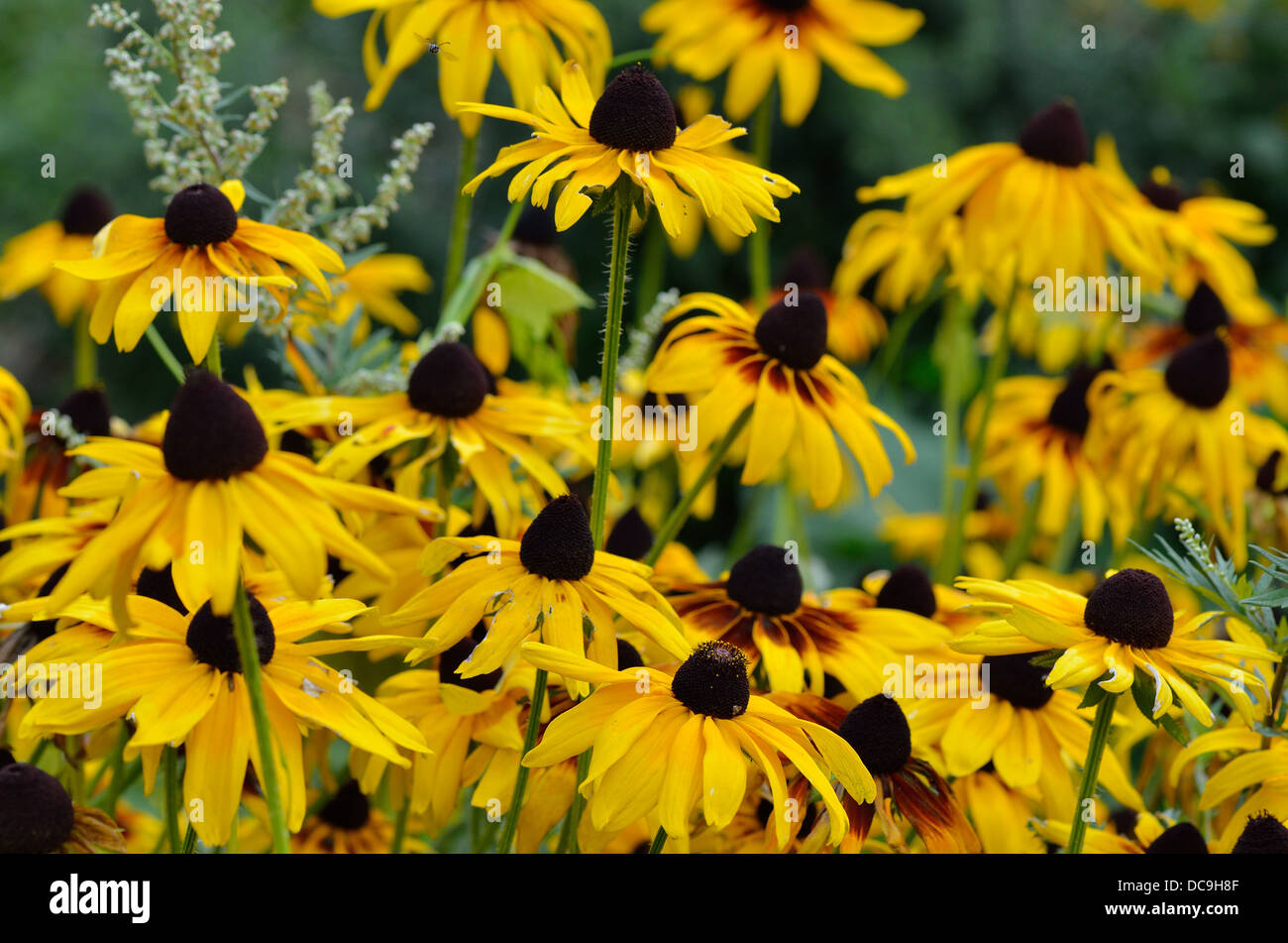 Rudbeckia bicolor yellow summer flowers Stock Photo - Alamy