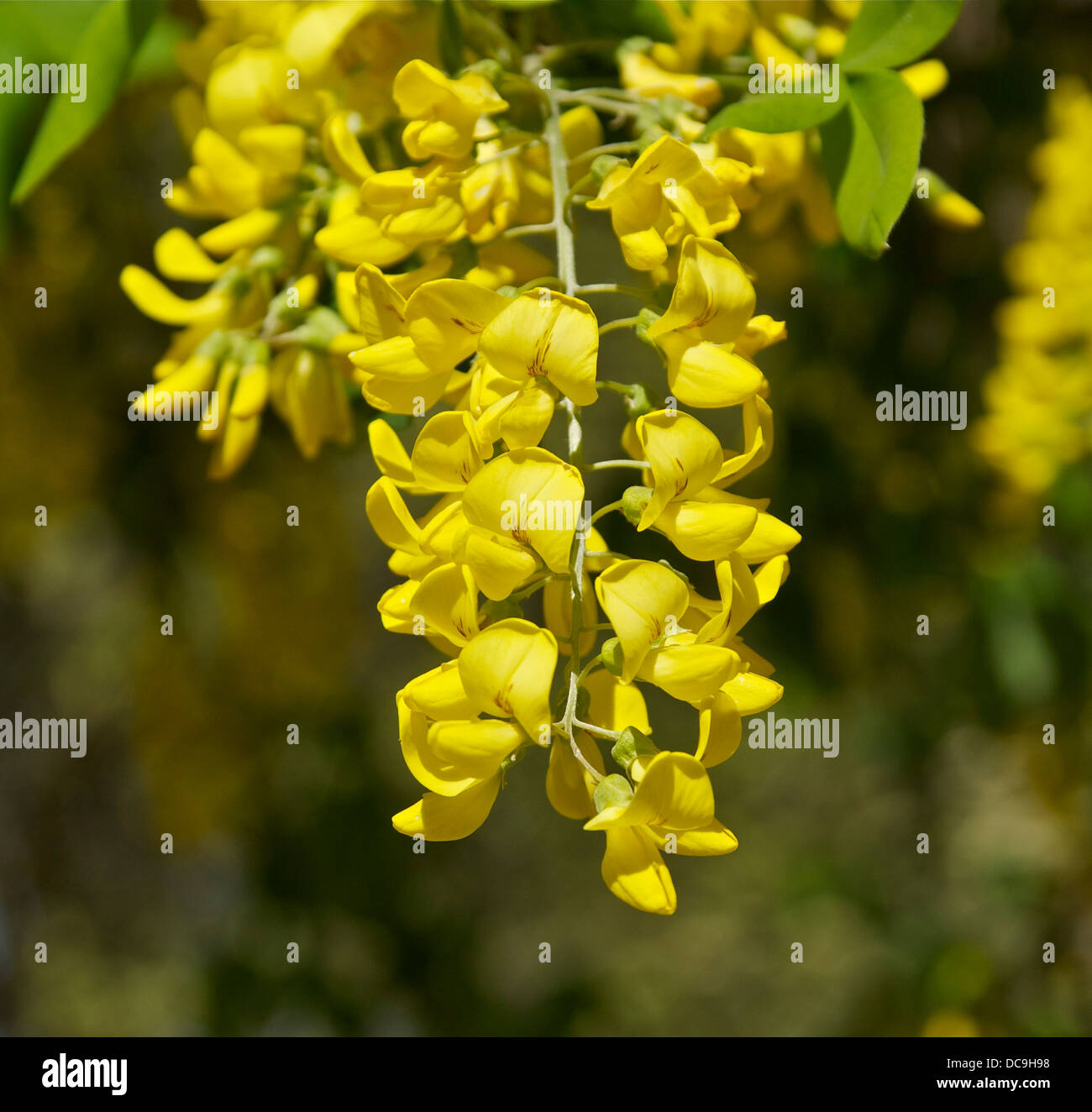 Laburnum anagyroides Medik. Laburnum. Flowers Stock Photo - Alamy