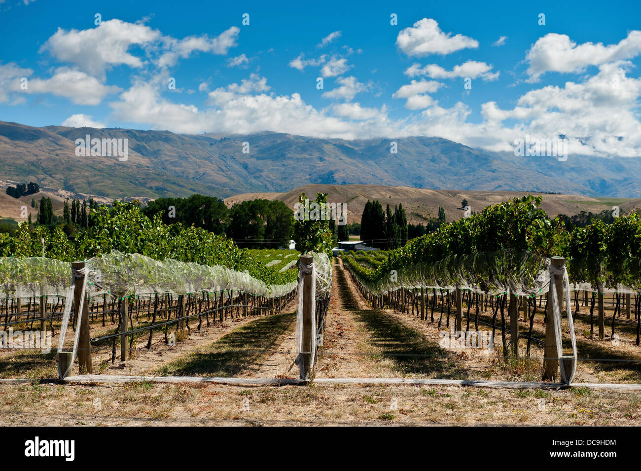 Vineyard in Gibbston Valley, Otago, New Zealand Stock Photo - Alamy