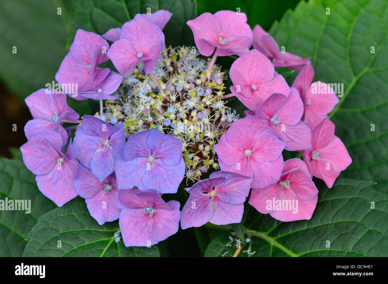 Purple hydrangea flowers close up Stock Photo - Alamy