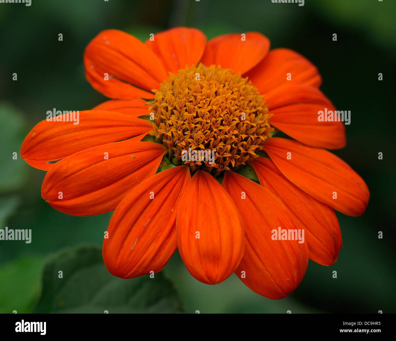 Orange Tithonia rotundifolia flower close up Stock Photo - Alamy