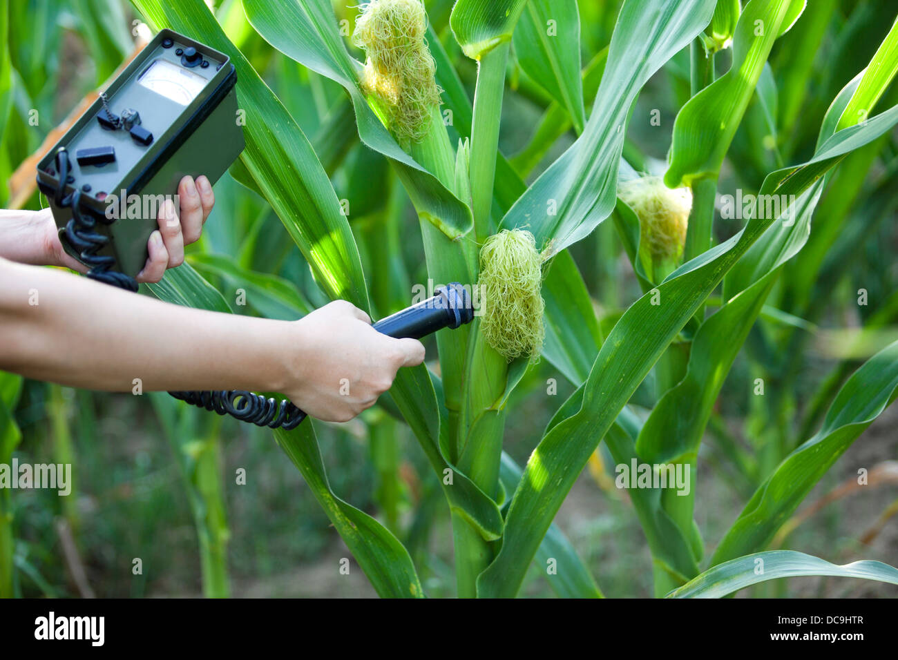 measuring radiation levels of corn Stock Photo - Alamy
