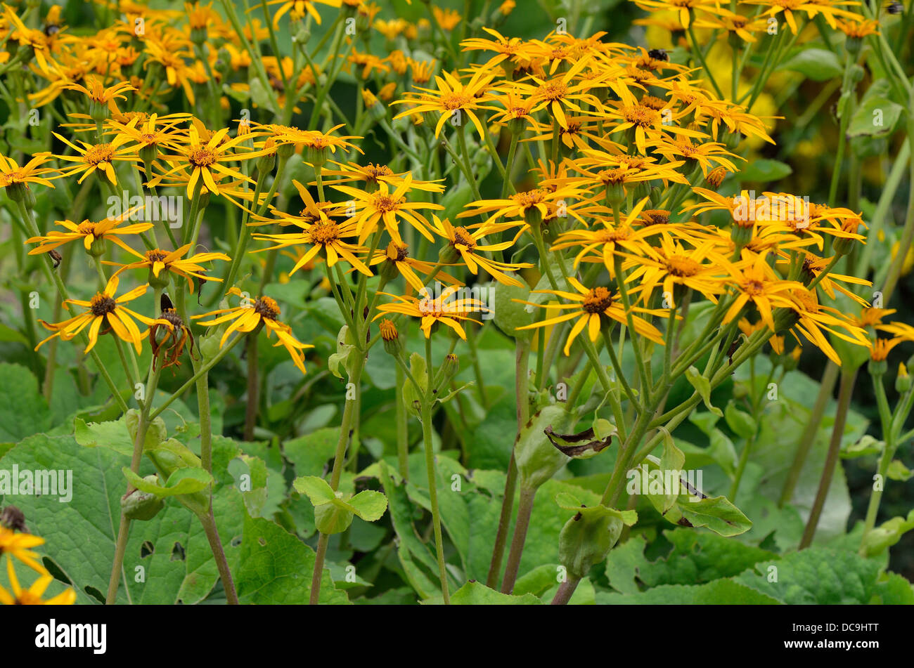 Summer Ragwort Yellow Flowers Ligularia High Resolution Stock ...