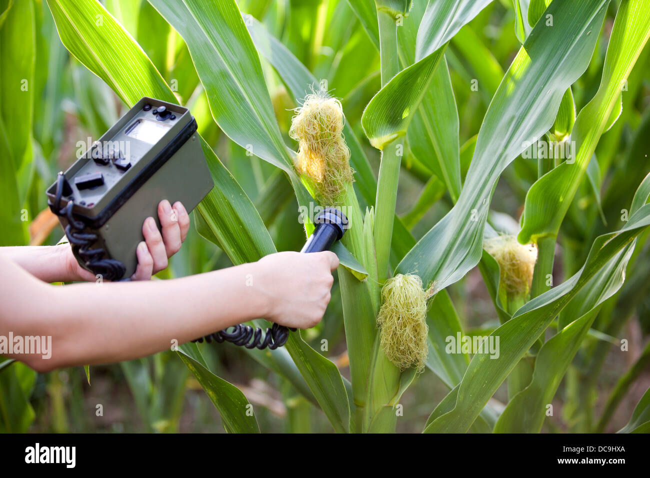 measuring radiation levels of corn Stock Photo - Alamy