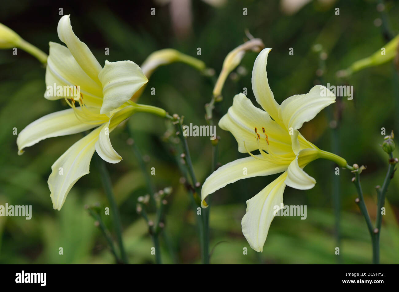 Yellow flowers two flowers hi-res stock photography and images - Alamy