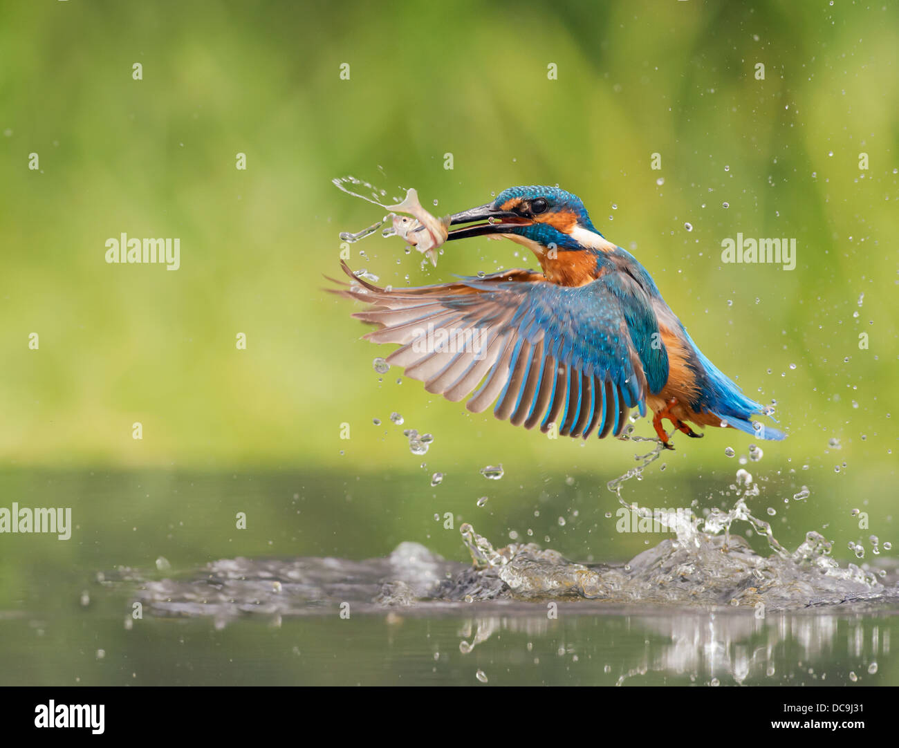 Male Common Kingfisher (Alcedo atthis) emerging from water with a fish ...