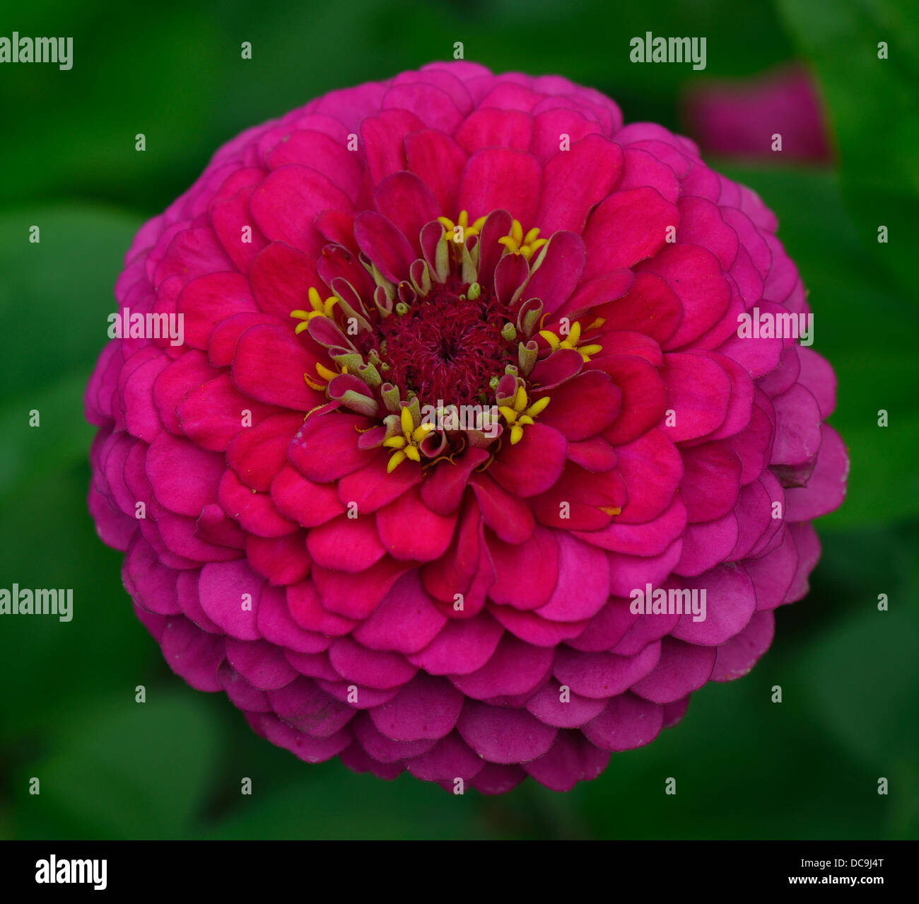 Purple zinnia flower close up Stock Photo - Alamy