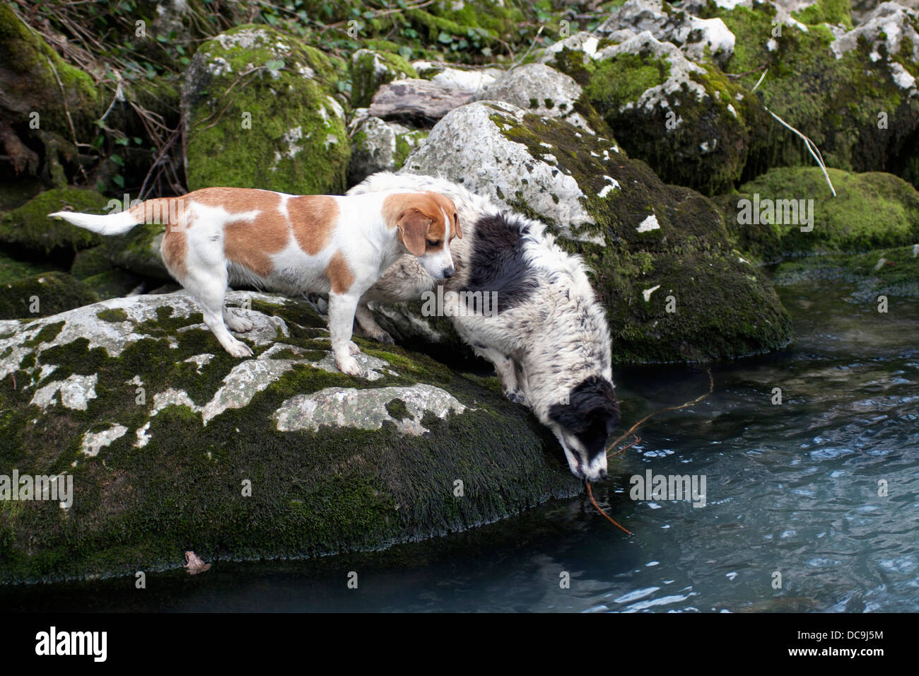 Two dogs carrying stick hi-res stock photography and images - Alamy